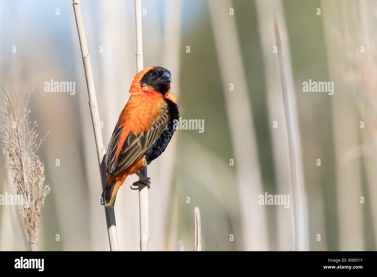 Red bishop bird hi-res stock photography and images - Alamy