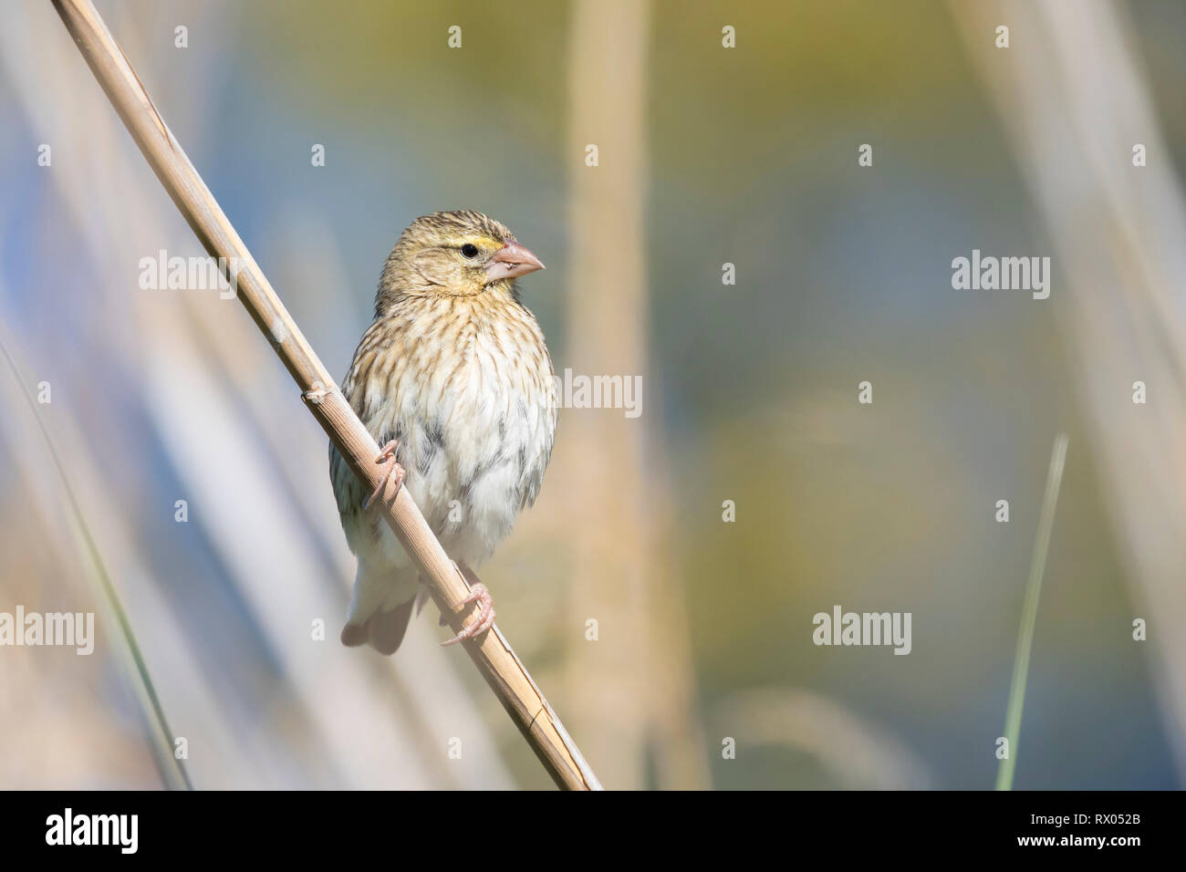 Red bishop bird hi-res stock photography and images - Alamy