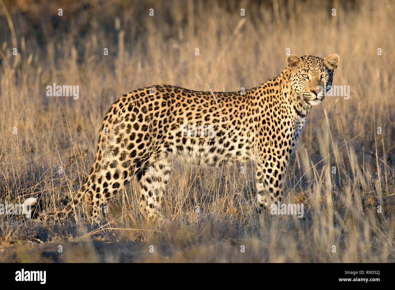 A Leopard in the golden morning light Stock Photo - Alamy