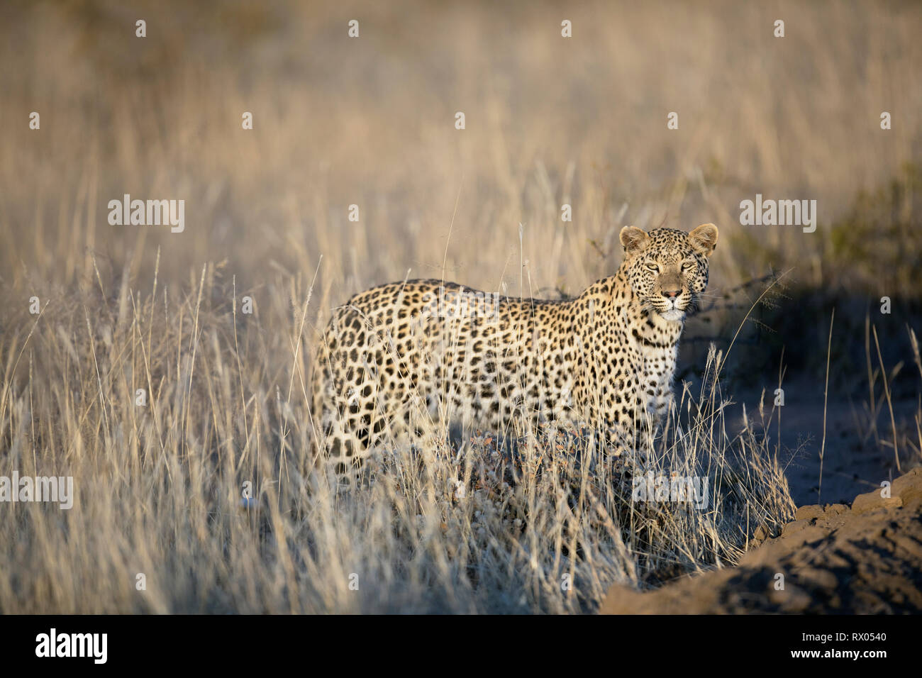 Spotted leopard hi-res stock photography and images - Alamy