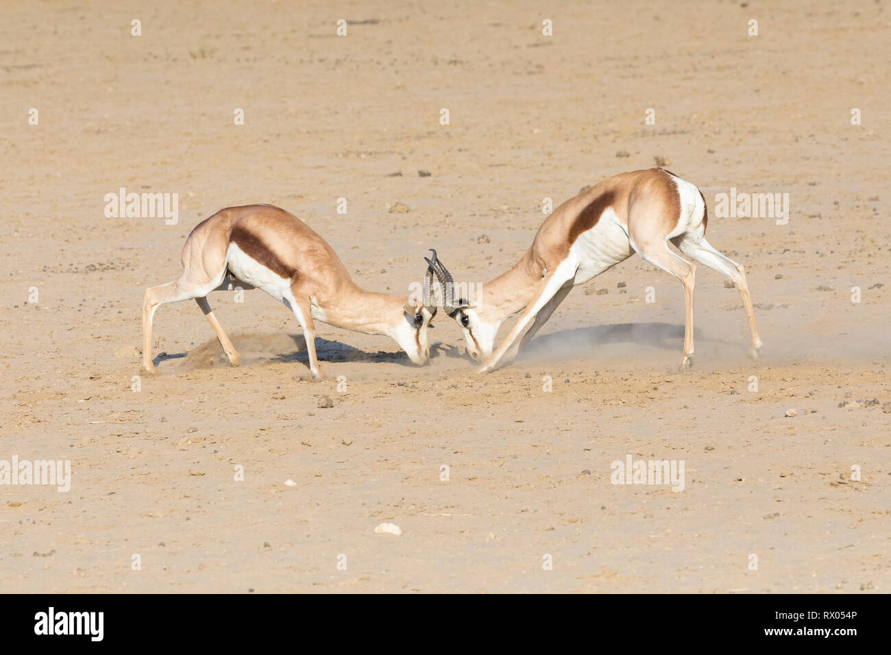 Springbok with horns hi-res stock photography and images - Alamy