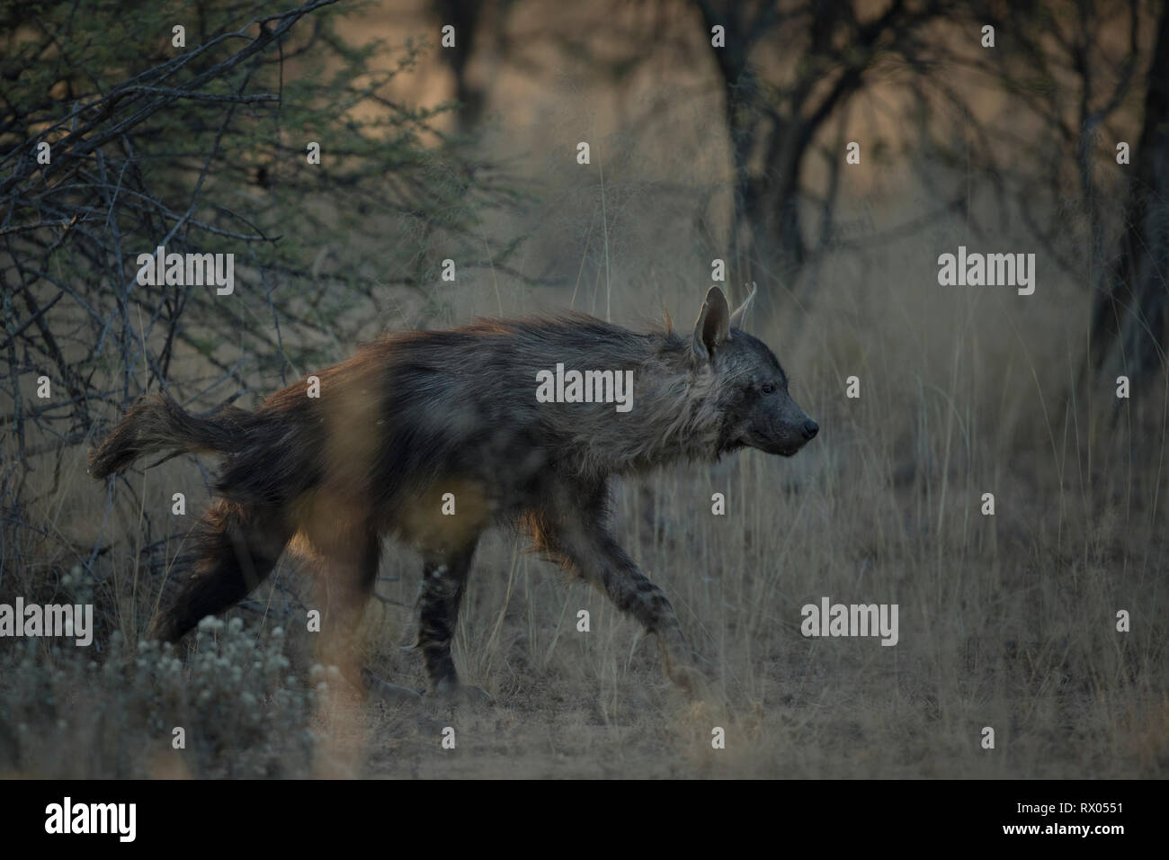 Brown hyena hi-res stock photography and images - Alamy