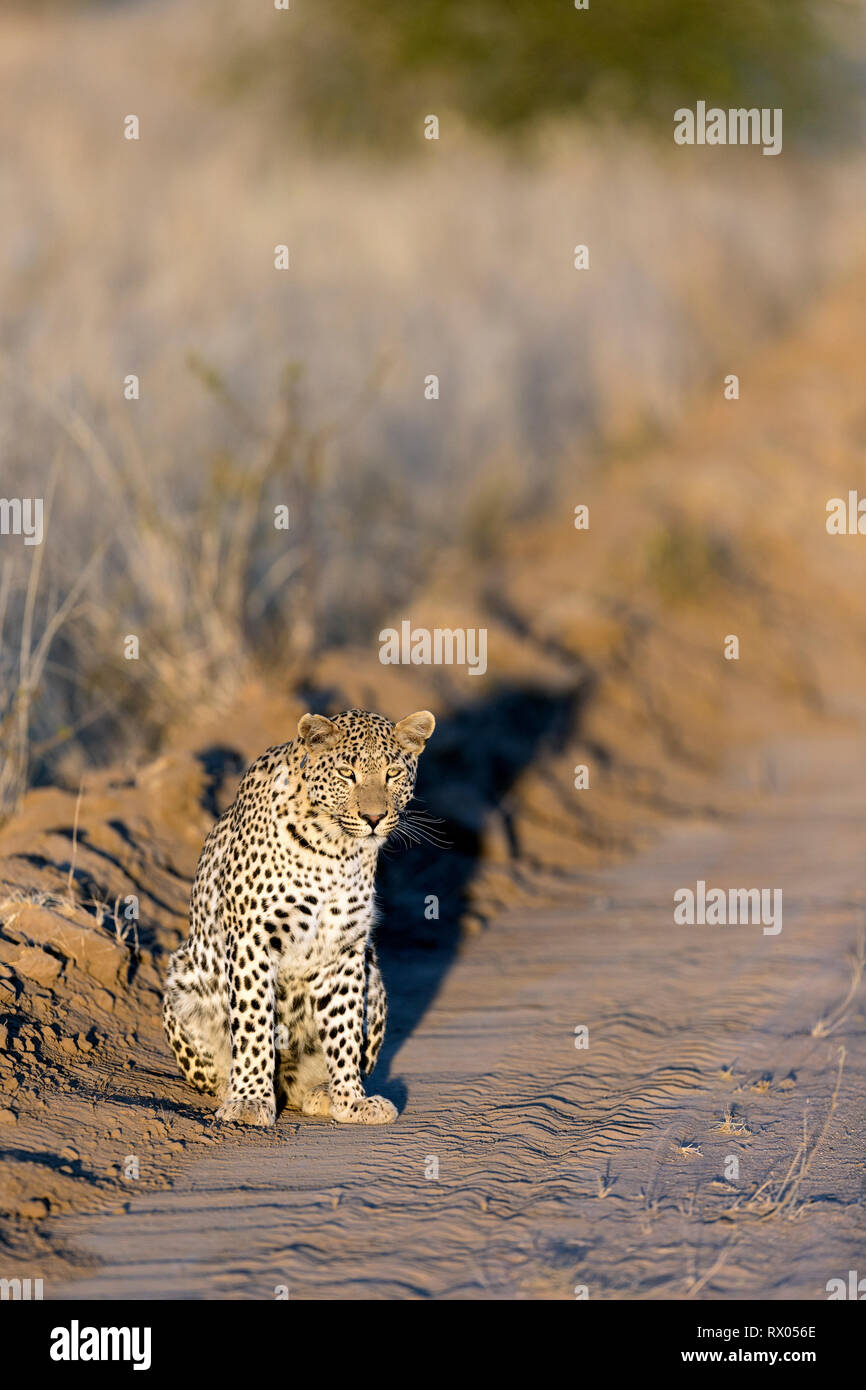 Golden leopard hi-res stock photography and images - Alamy