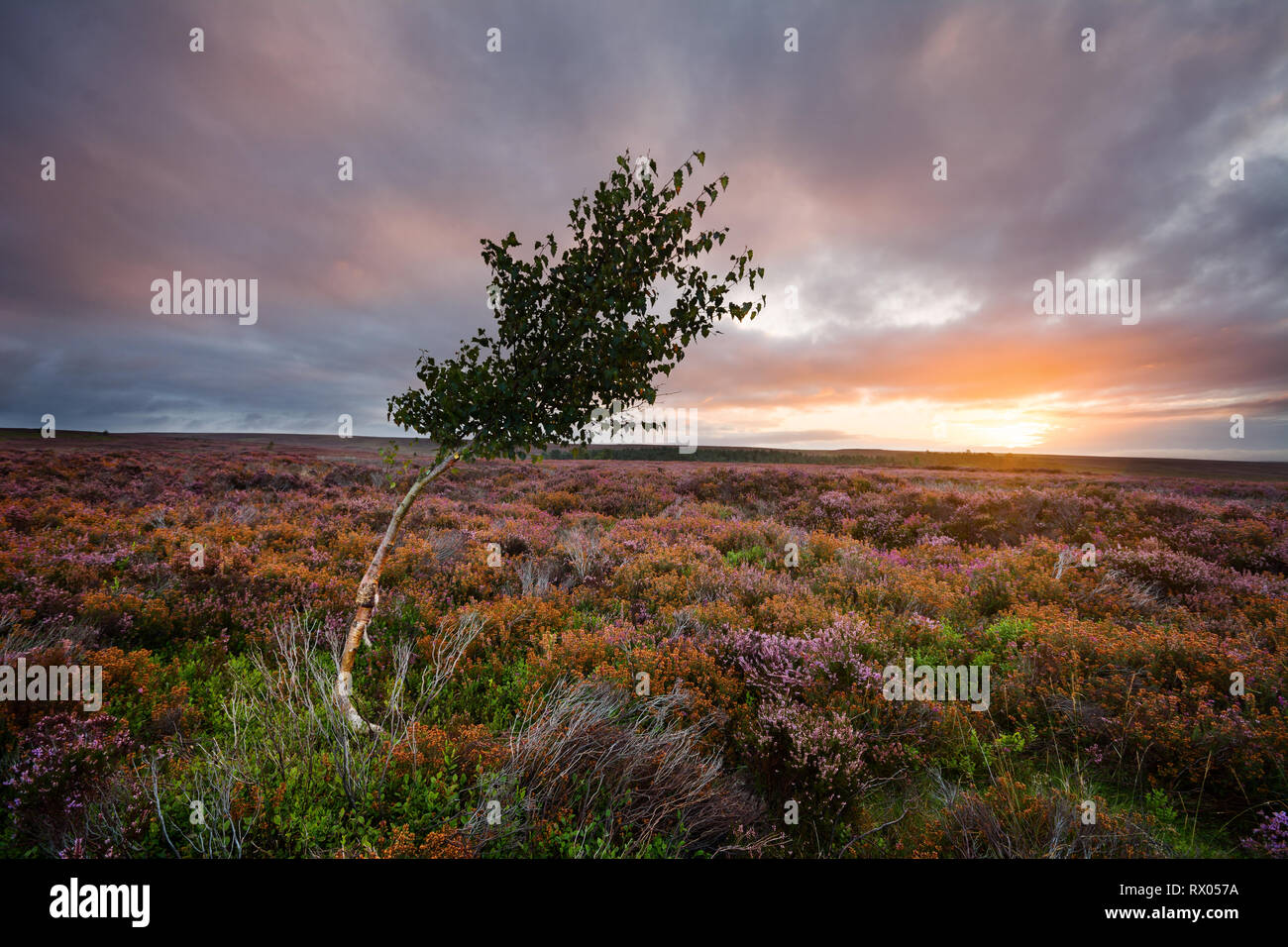 Lavender moor hi-res stock photography and images - Alamy