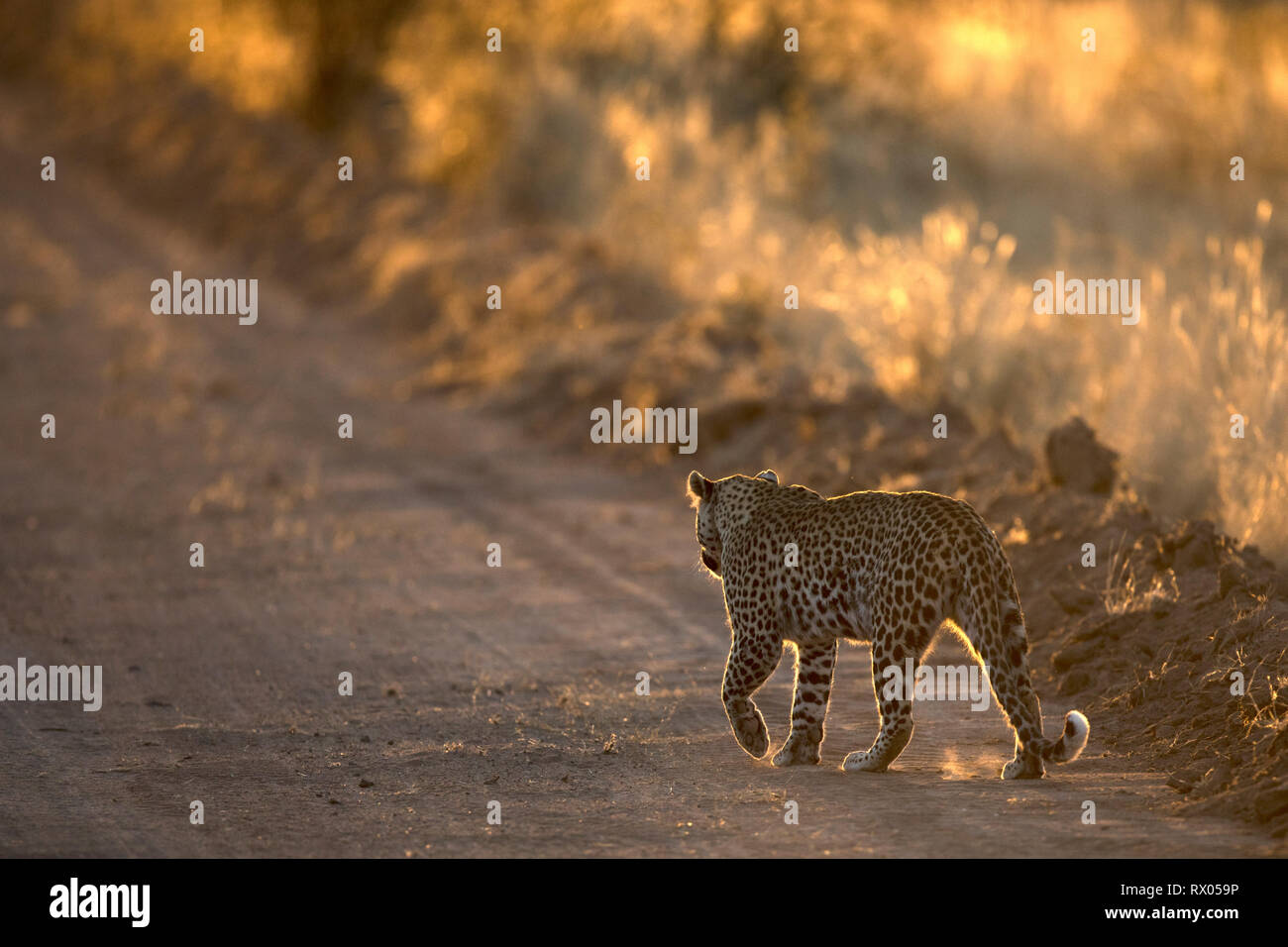 Leopard in the golden afternoon light Stock Photo - Alamy