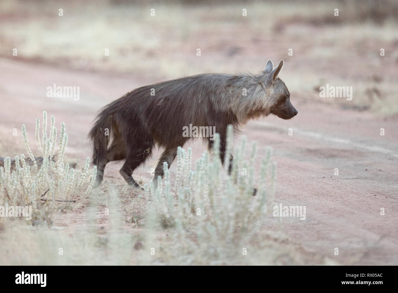 Brown hyena hi-res stock photography and images - Alamy