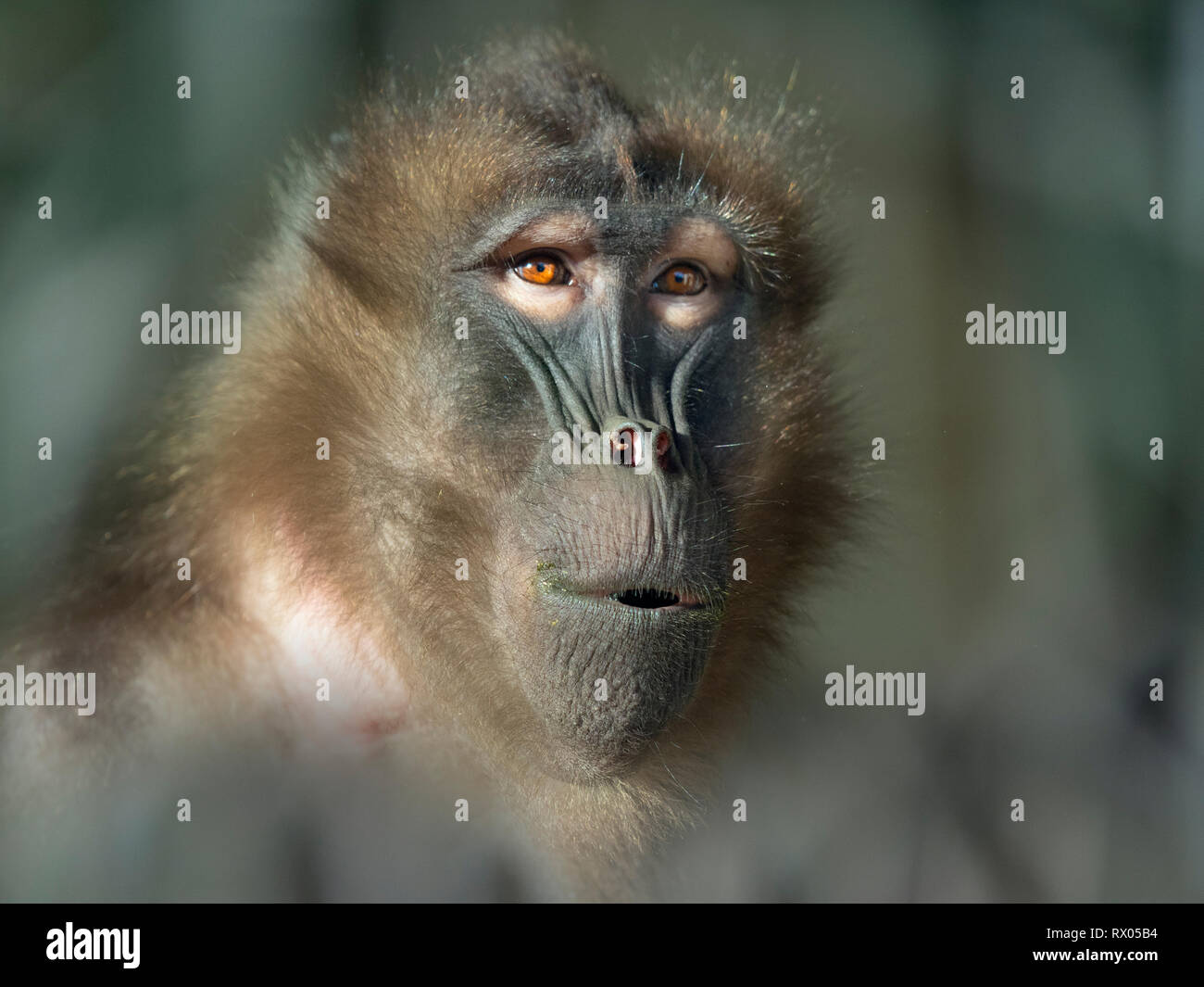 Genus Theropithecus High Resolution Stock Photography and Images - Alamy