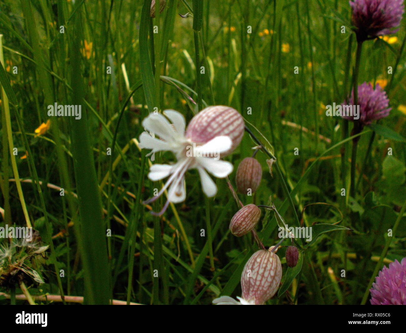 Iloveflowers hi-res stock photography and images - Alamy