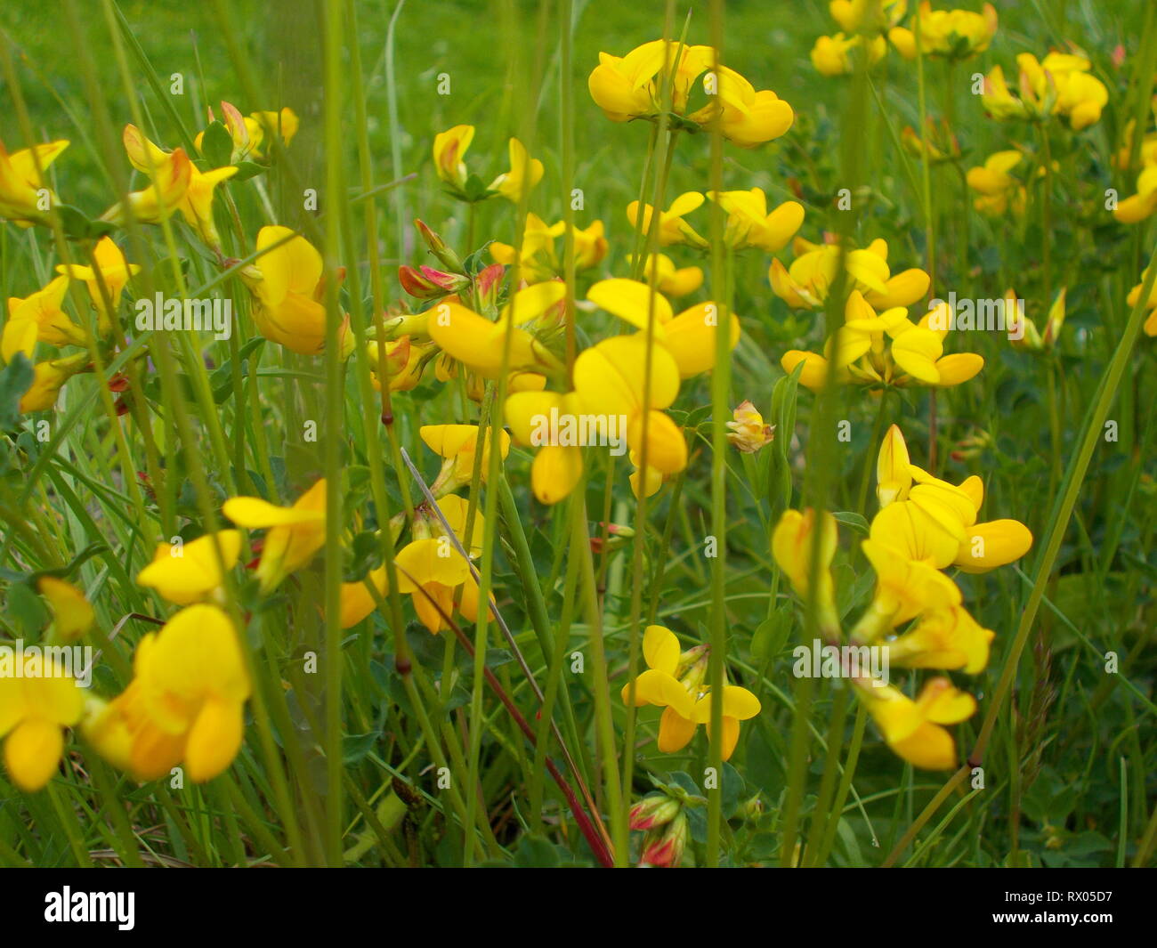 Iloveflowers hi-res stock photography and images - Alamy