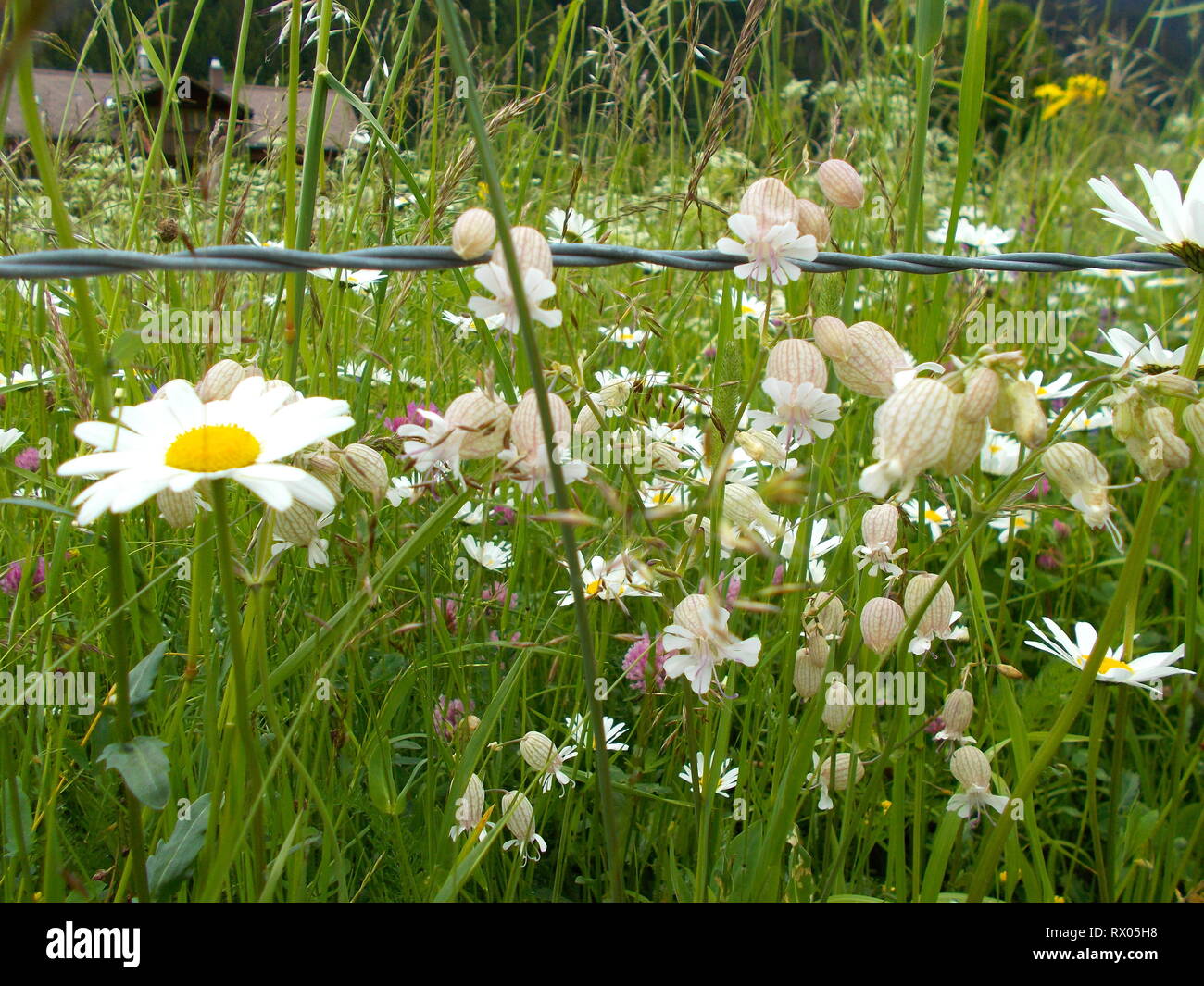 Garten flowers hi-res stock photography and images - Alamy