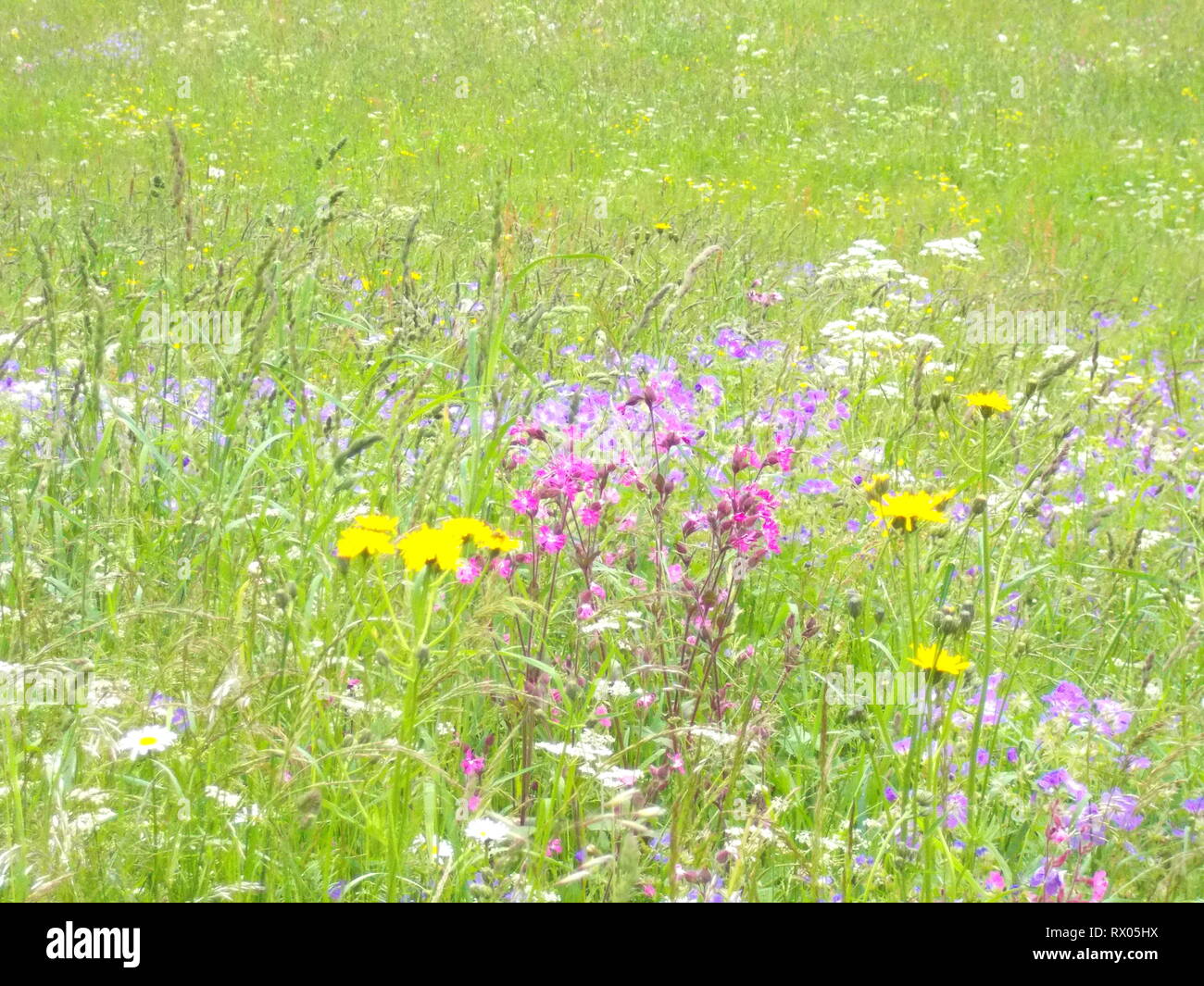 Wild Flowers in Springtime Stock Photo - Alamy