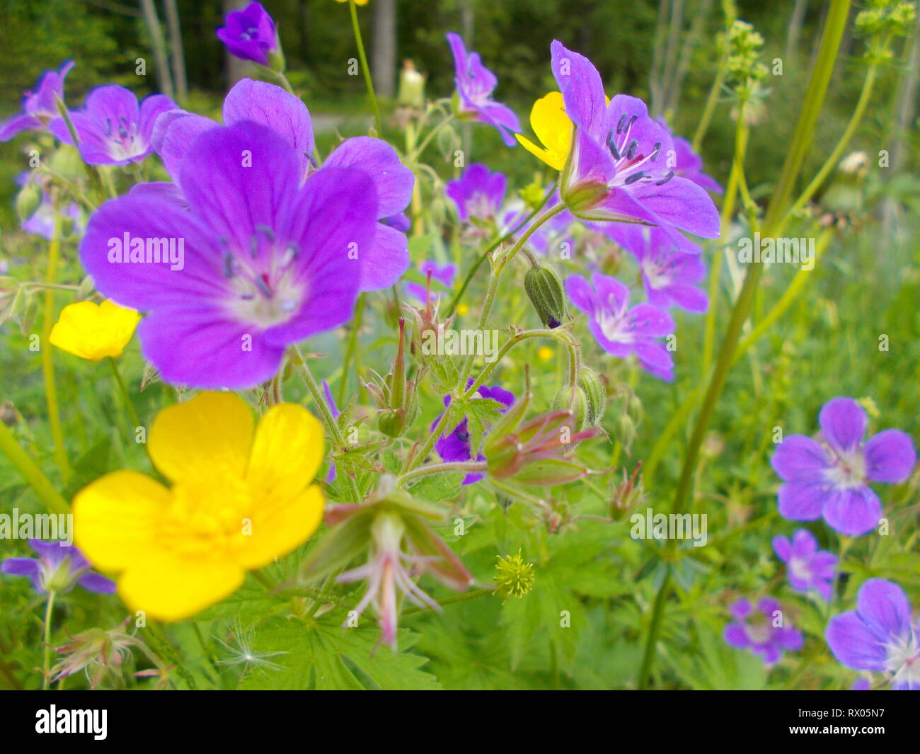 Iloveflowers hi-res stock photography and images - Alamy