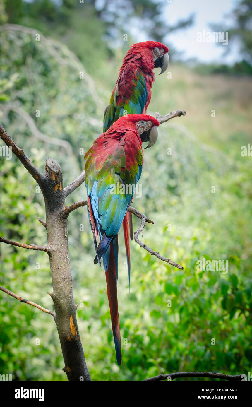 Vogel parrot hi-res stock photography and images - Alamy