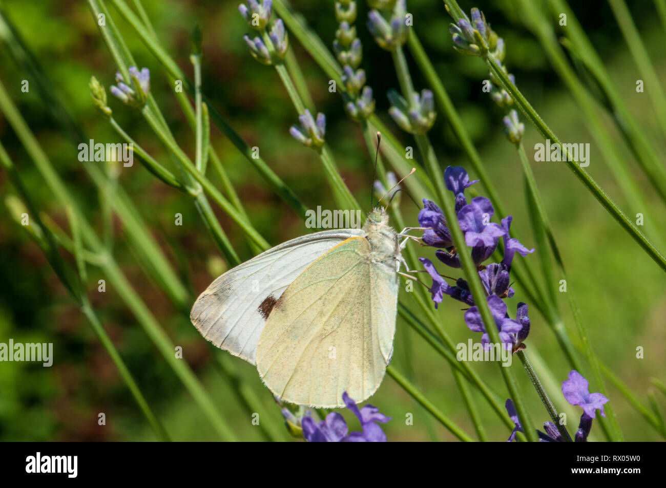 Beautiful Leptidea sinapis butterfly on lavender angustifolia ...