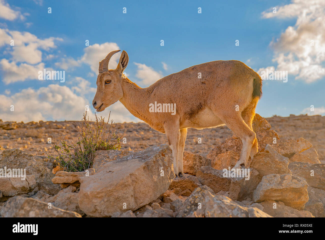 A female ibex grazing in the golden hour before sunset, near the ramon ...