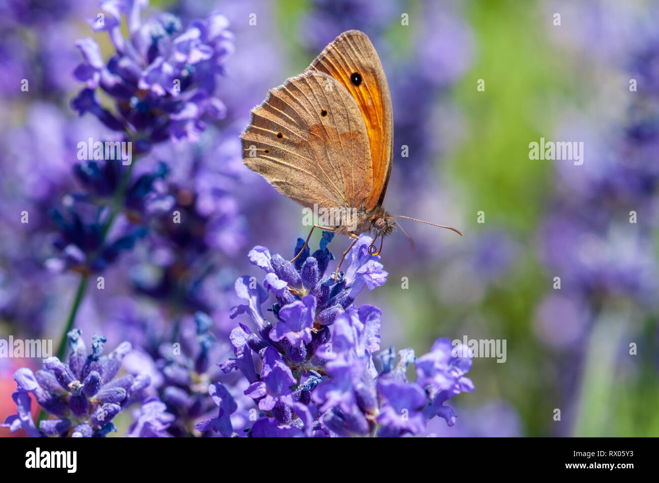 Beautiful maniola jurtina butterfly hi-res stock photography and images ...