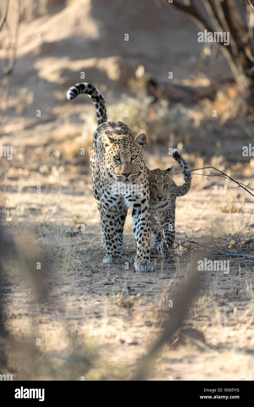 Leopard cub in the morning light in Namibia Stock Photo - Alamy