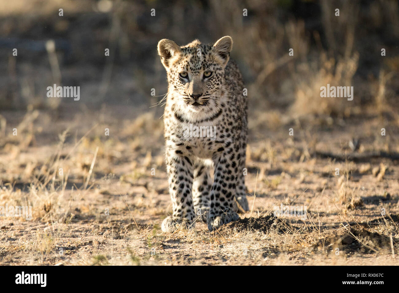 Leopard cub in the morning light in Namibia Stock Photo - Alamy