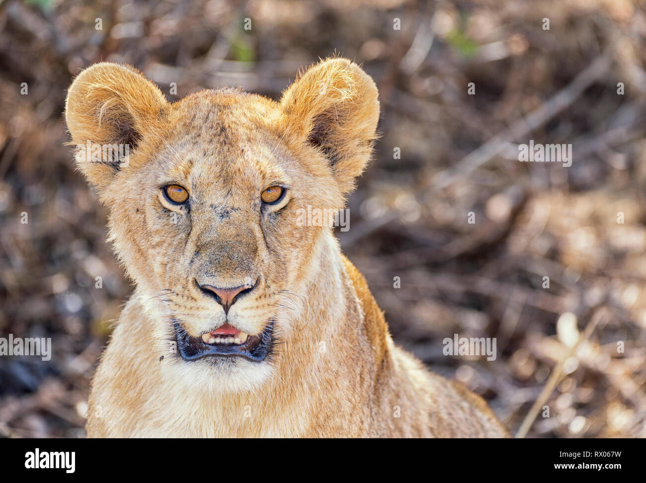 Lion sitting wildlife hi-res stock photography and images - Alamy
