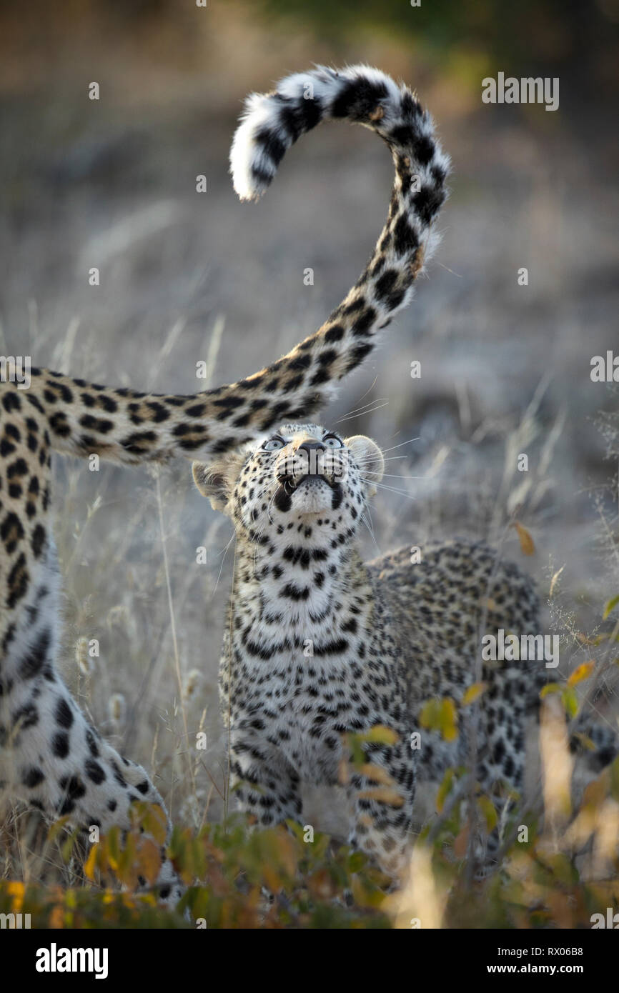 Leopard cub in the morning light in Namibia Stock Photo - Alamy