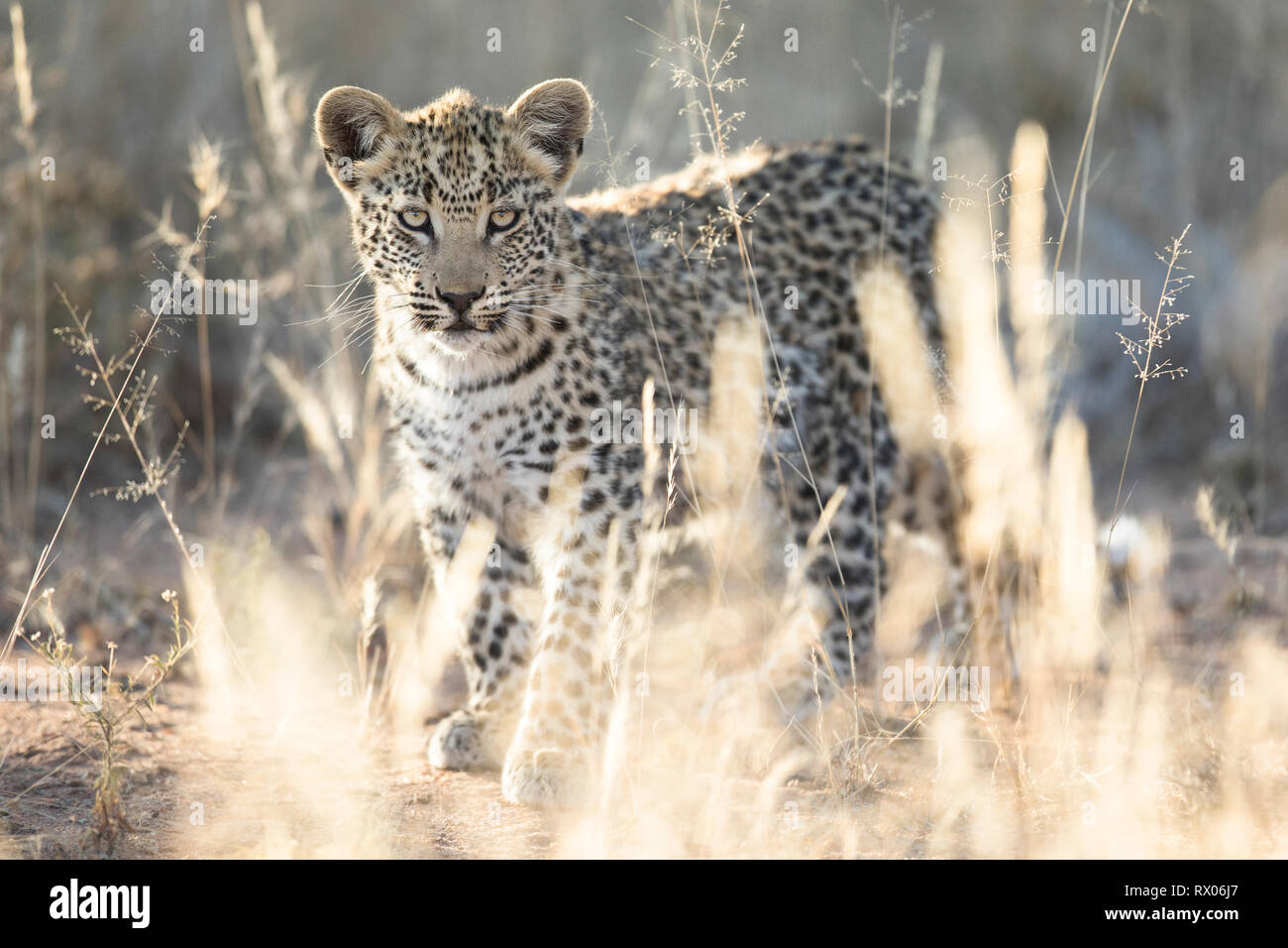 Cub hunting hi-res stock photography and images - Alamy