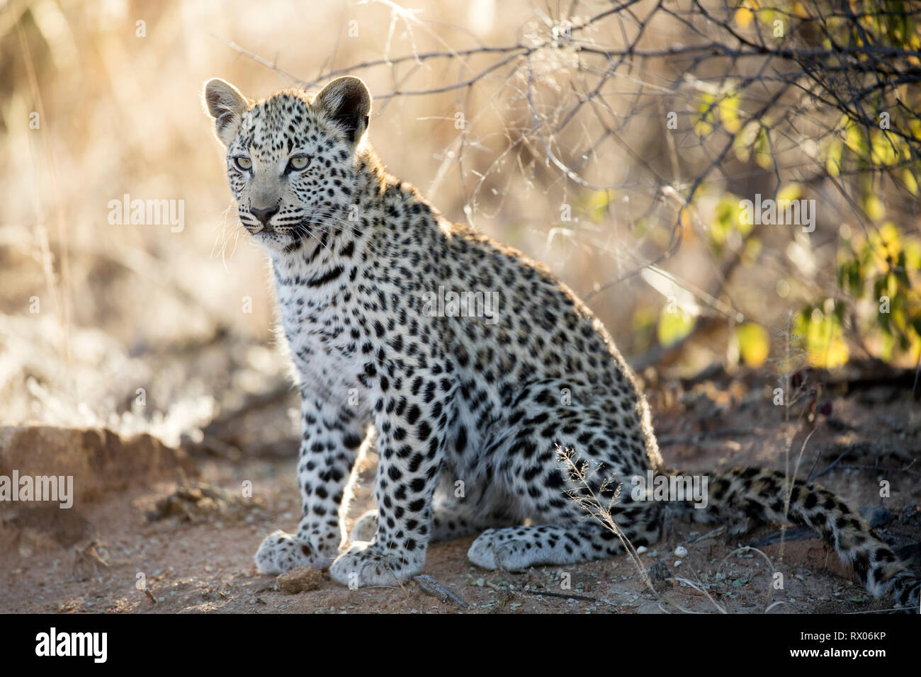 A leopard cub in golden light Stock Photo - Alamy