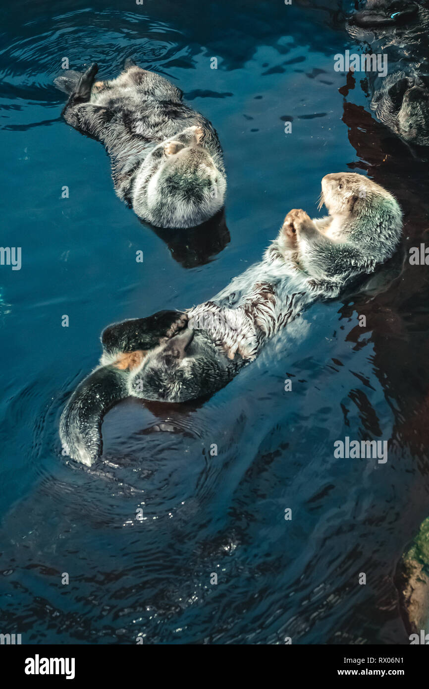 Two sea Otter floating on his back Stock Photo - Alamy
