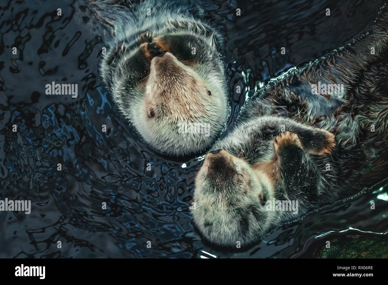 Two sea Otter floating on his back Stock Photo - Alamy