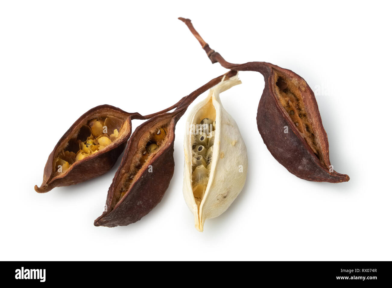 Dry exotic bean pods on white background Stock Photo - Alamy