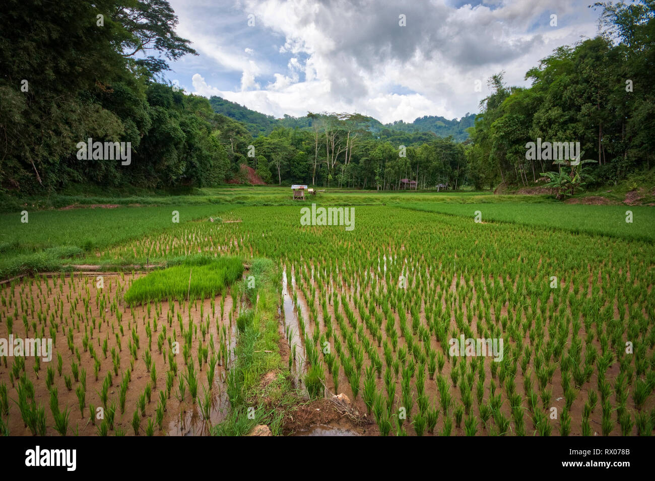 Rice fields of Tana Toraja in South Sulawesi, near the town of Rantepao ...