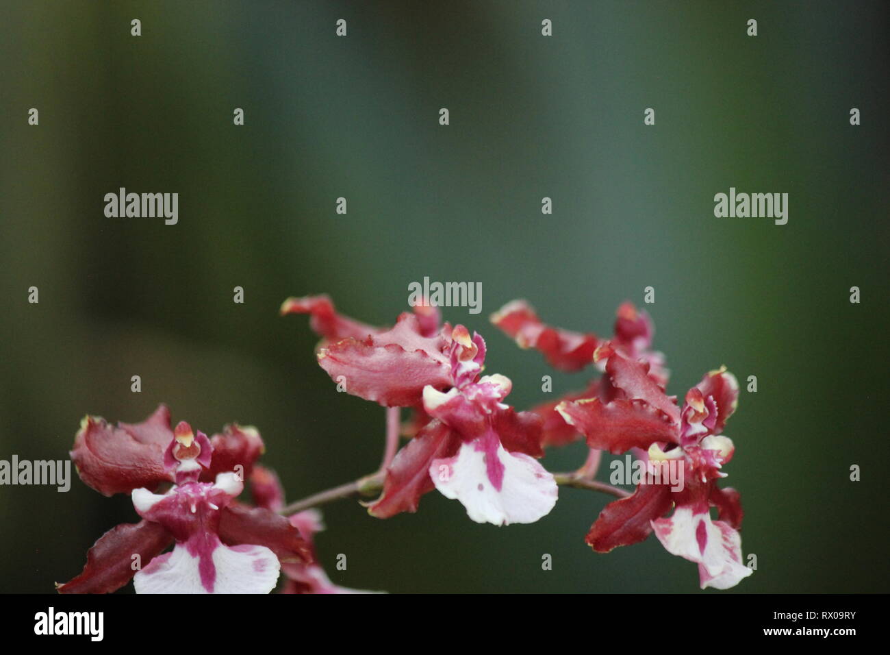 Maroon and deep purple Zygopetalum maculatum, Dancing Lady Orchid ...