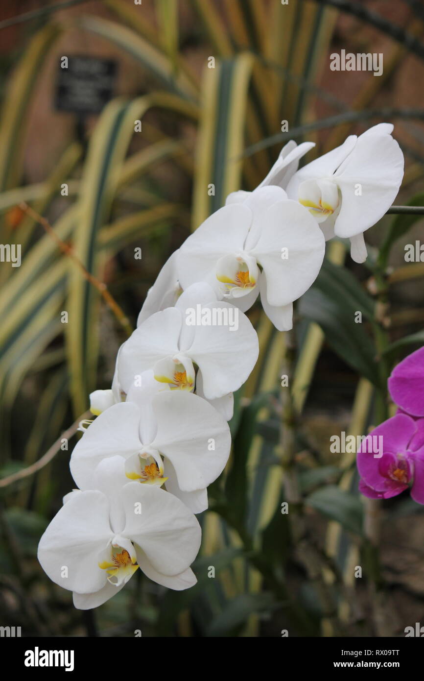 Beautiful, stunning moth orchid, 蝴蝶兰属, hu die lan shu, Polychilos ...