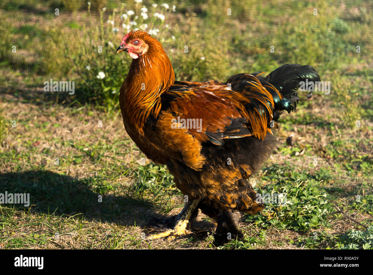 Brahma chicken hi-res stock photography and images - Alamy