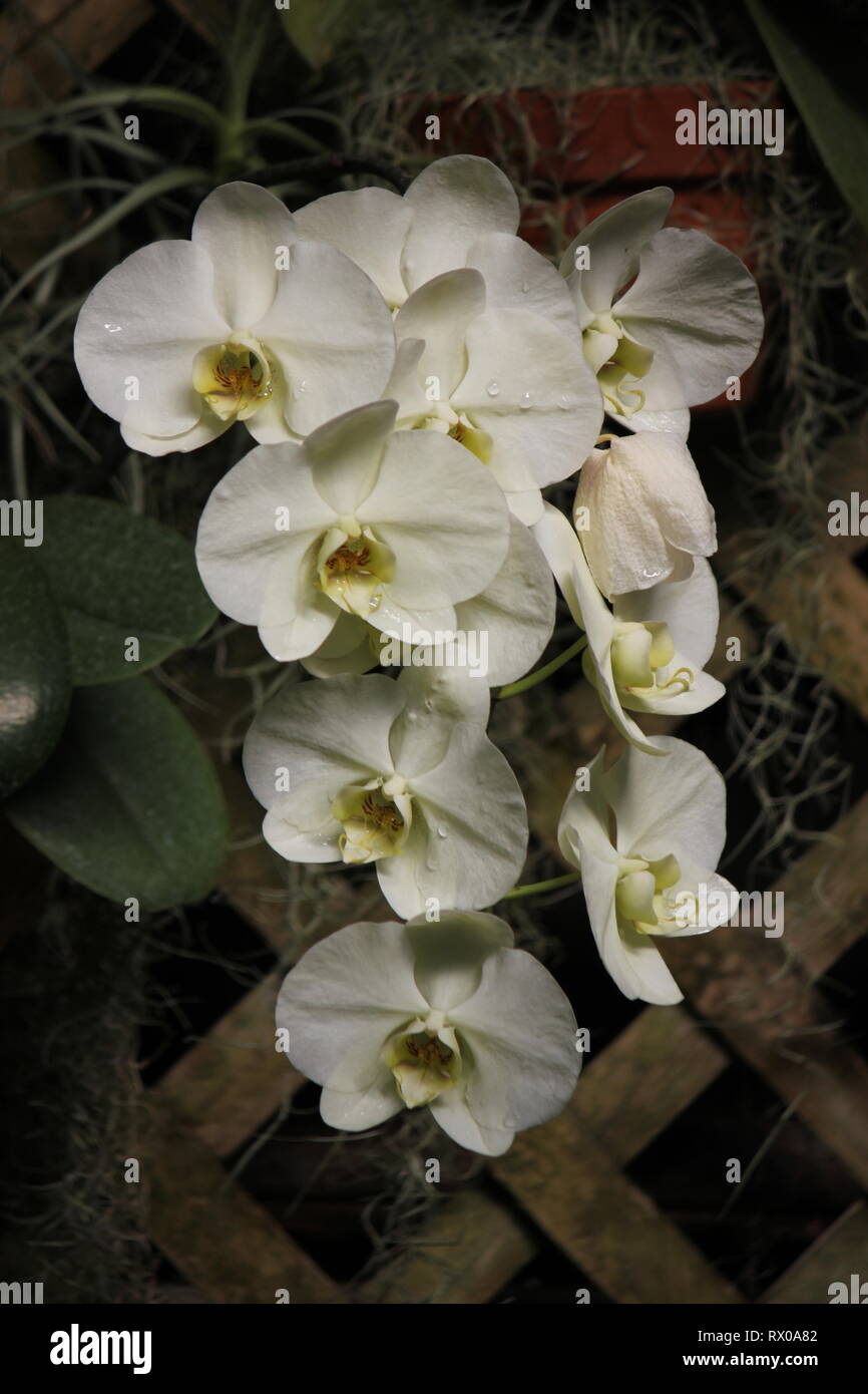 Beautiful, stunning moth orchid, 蝴蝶兰属, hu die lan shu, Polychilos ...