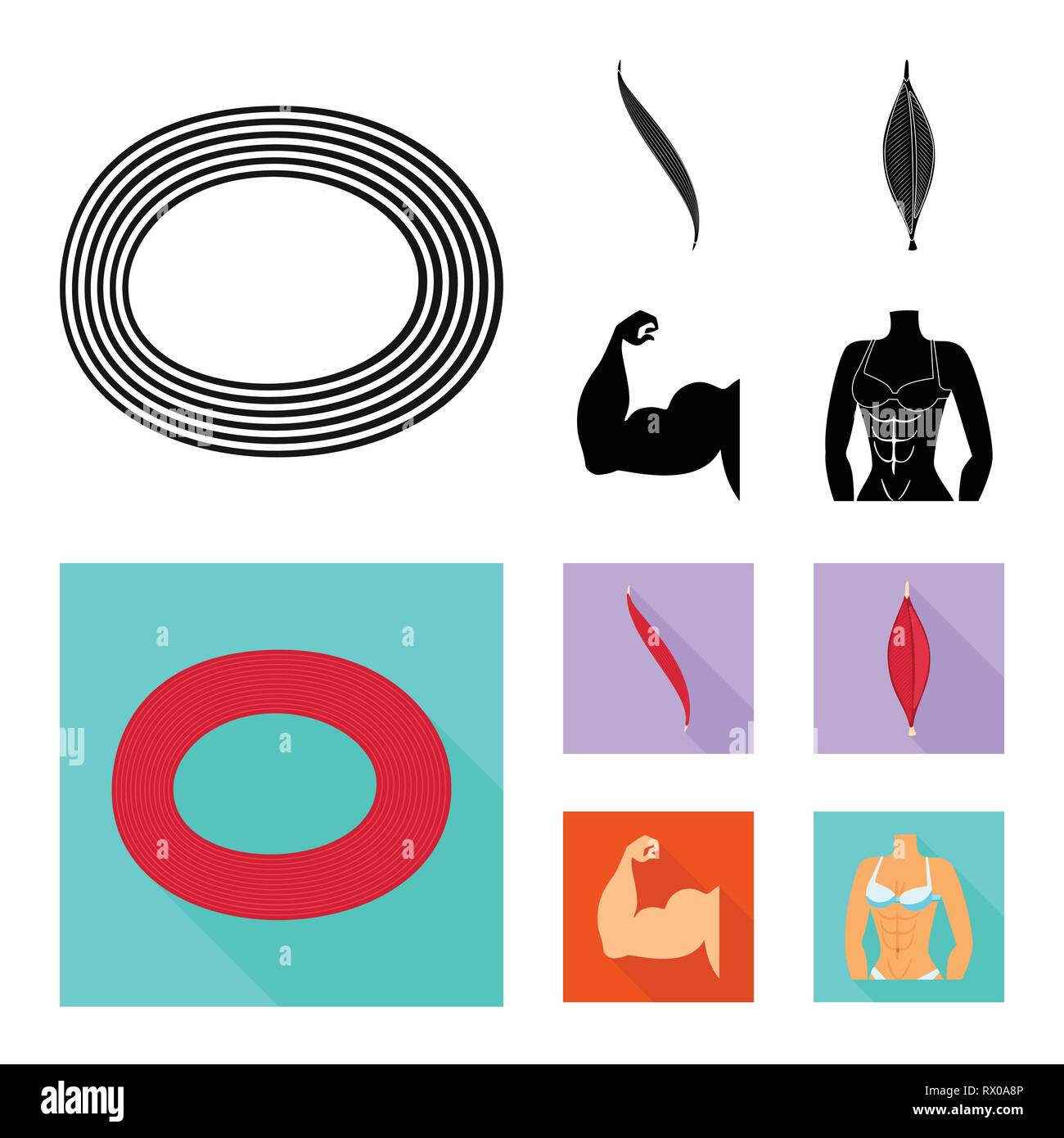 Vector illustration of fiber and muscular symbol. Collection of fiber ...