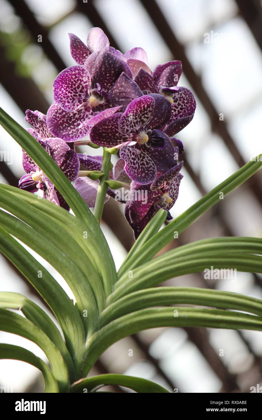 Vanda orchid hybrid flower Stock Photo - Alamy