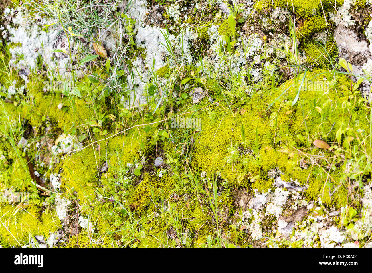 Morning dew forest wild herbs plants and grass Stock Photo - Alamy