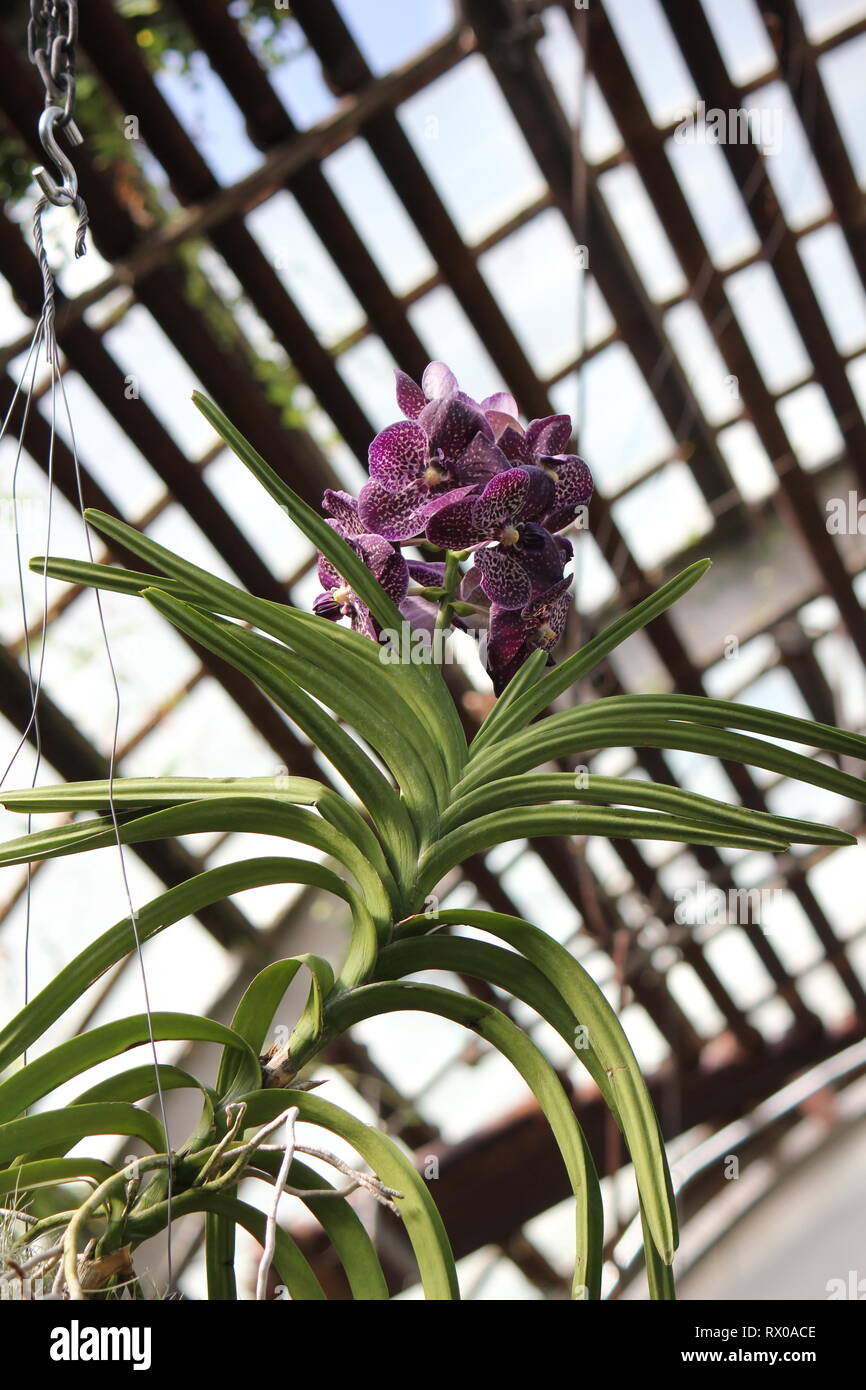 Orchid vanda blossoms hi-res stock photography and images - Alamy