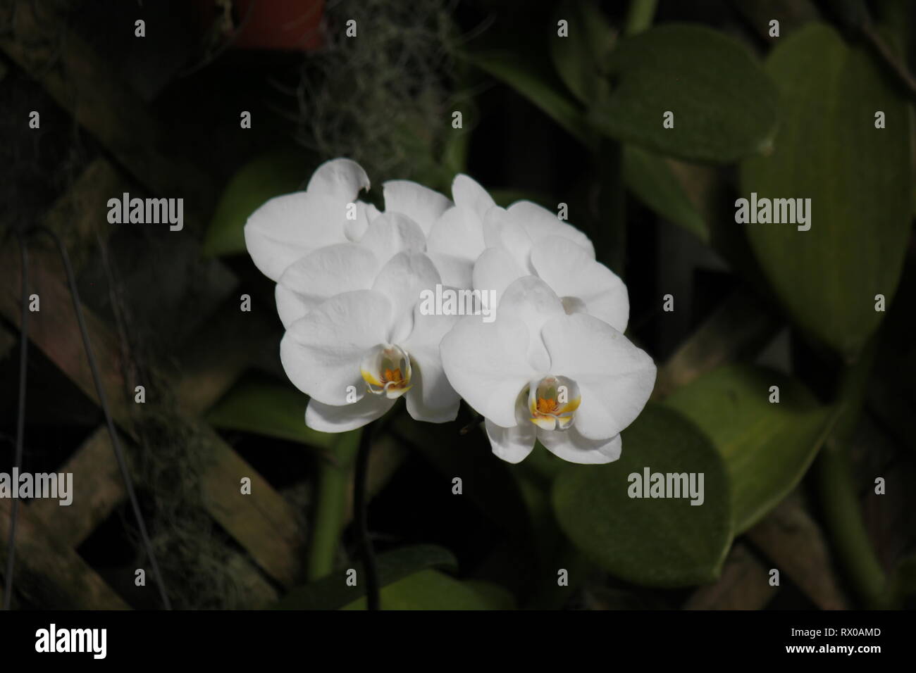 Beautiful, stunning moth orchid, 蝴蝶兰属, hu die lan shu, Polychilos ...