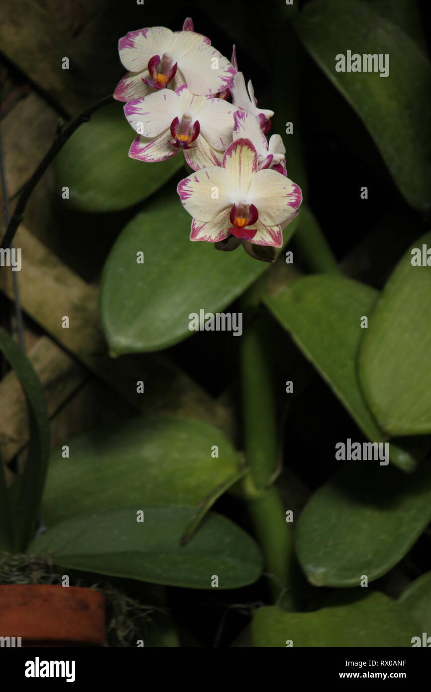 Beautiful, stunning moth orchid, 蝴蝶兰属, hu die lan shu, Polychilos ...