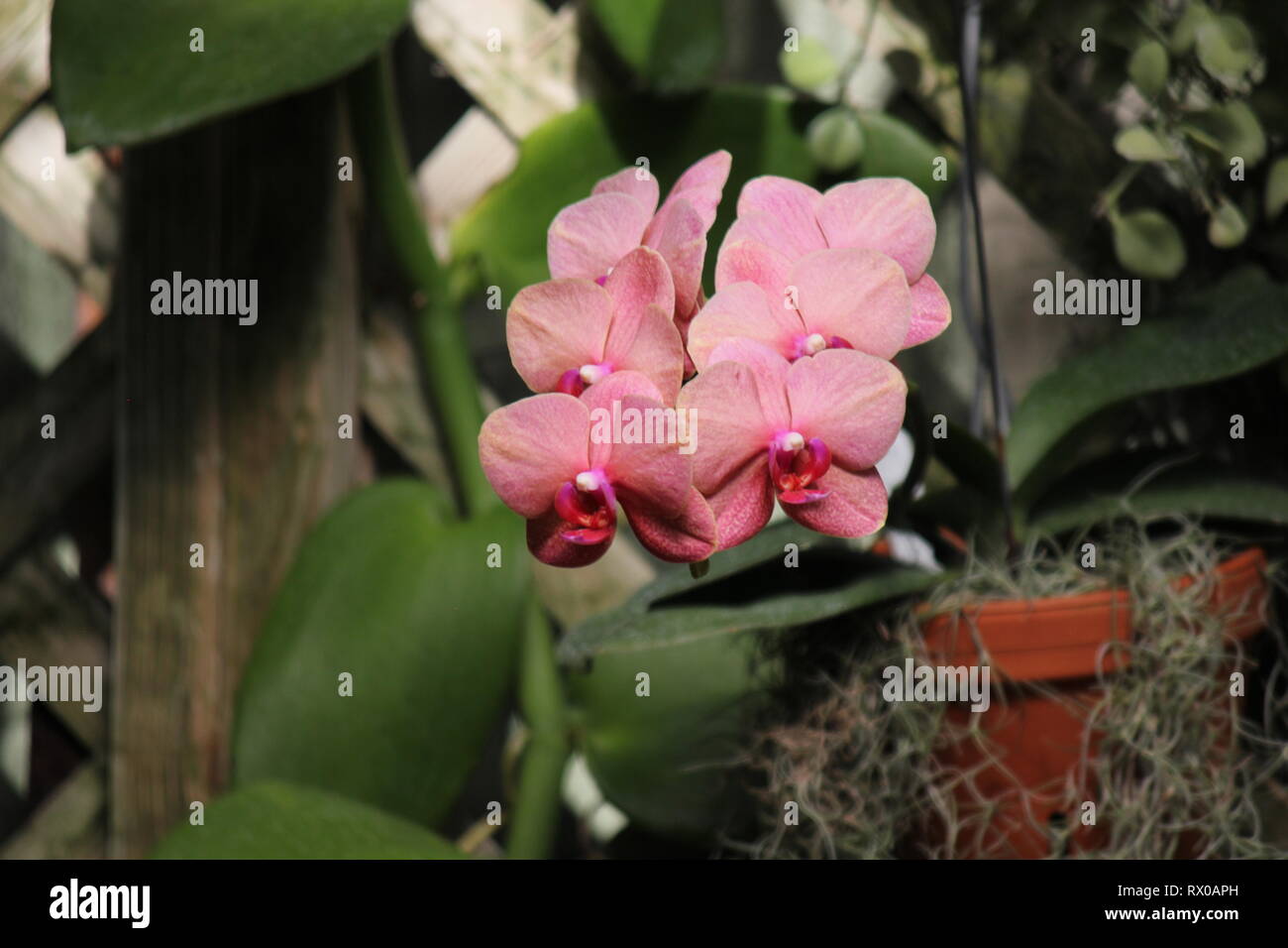 Beautiful, stunning moth orchid, 蝴蝶兰属, hu die lan shu, Polychilos ...