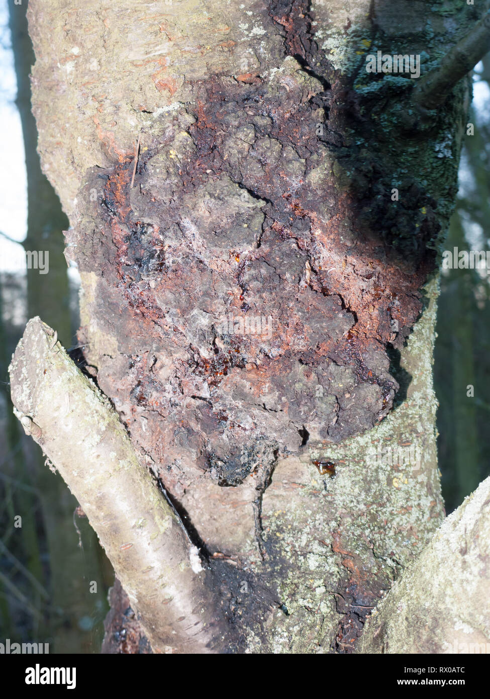 Oak tree fungus disease hi-res stock photography and images - Alamy