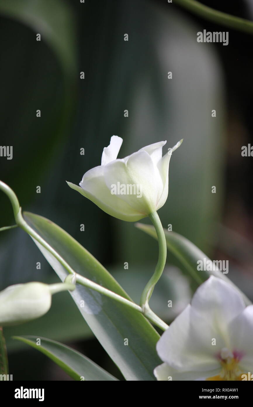 Dendrobium monophyllum, lily-of-the-valley orchid growing in the meadow ...