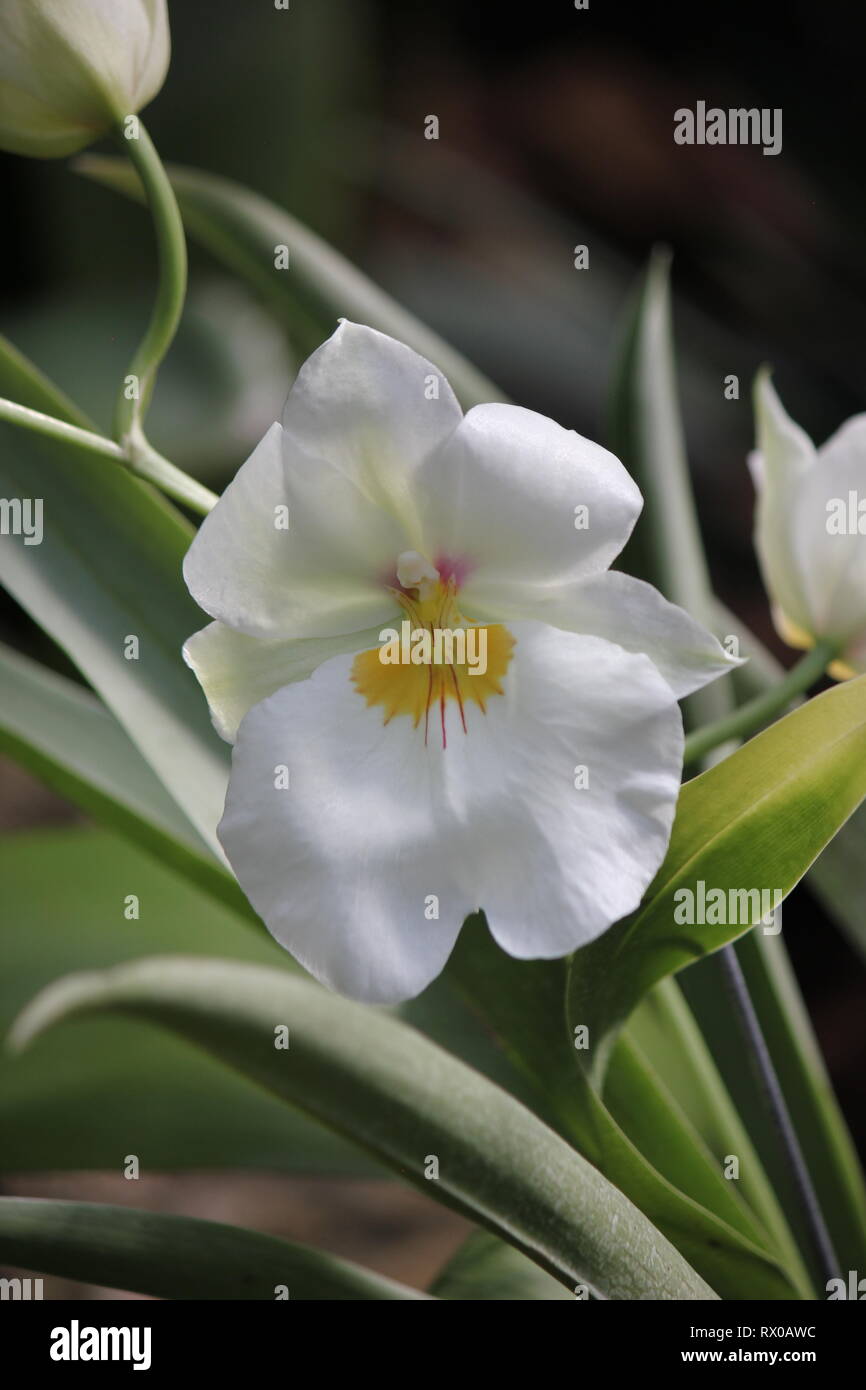 Dendrobium monophyllum, lily-of-the-valley orchid, growing in the ...