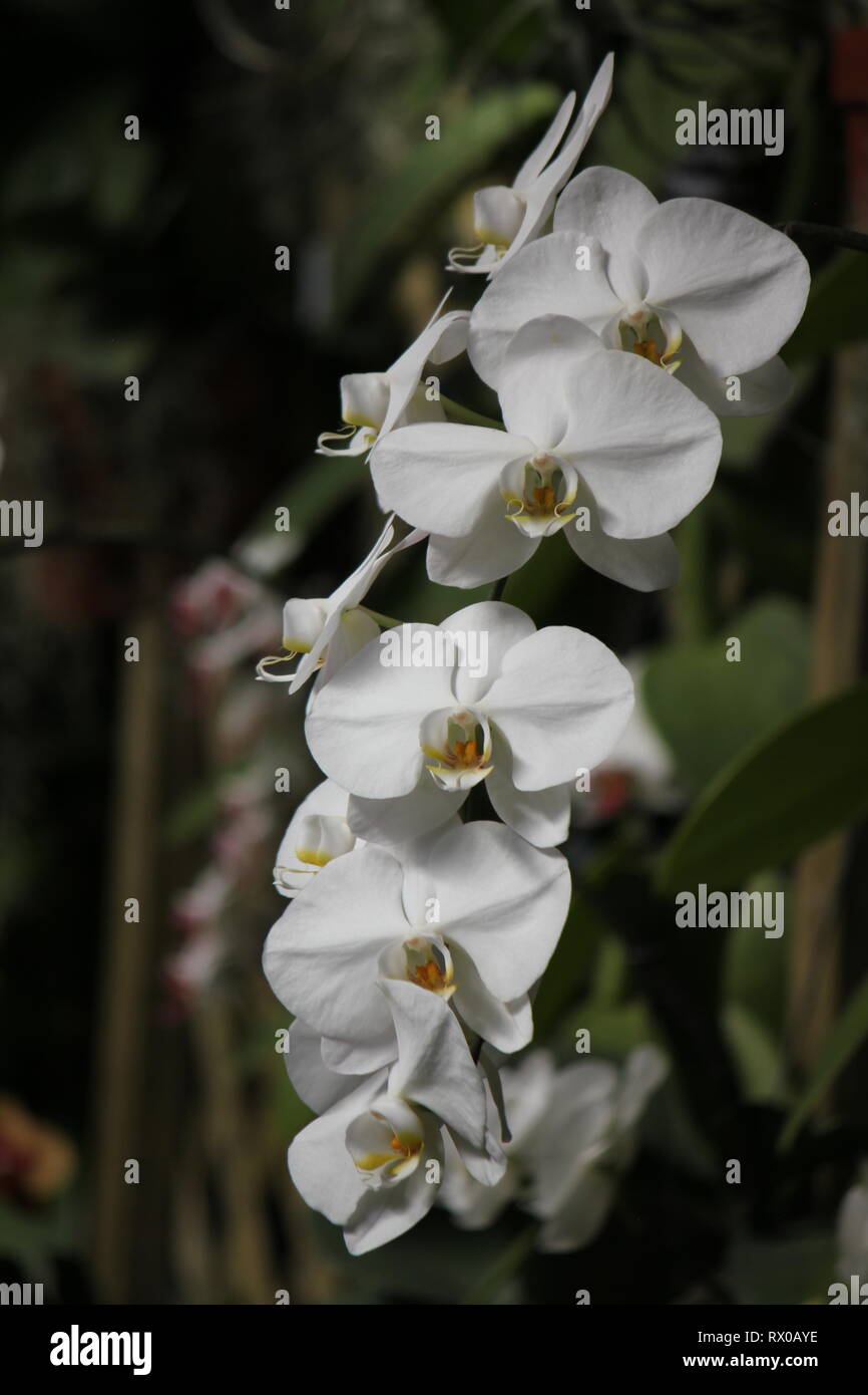 Beautiful, stunning moth orchid, 蝴蝶兰属, hu die lan shu, Polychilos ...