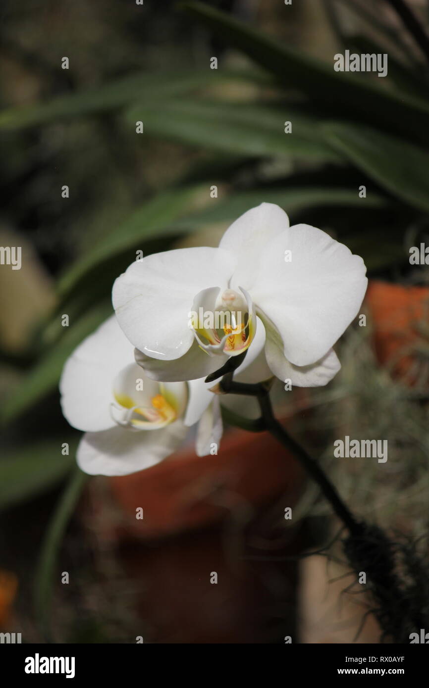 Beautiful, stunning moth orchid, 蝴蝶兰属, hu die lan shu, Polychilos ...