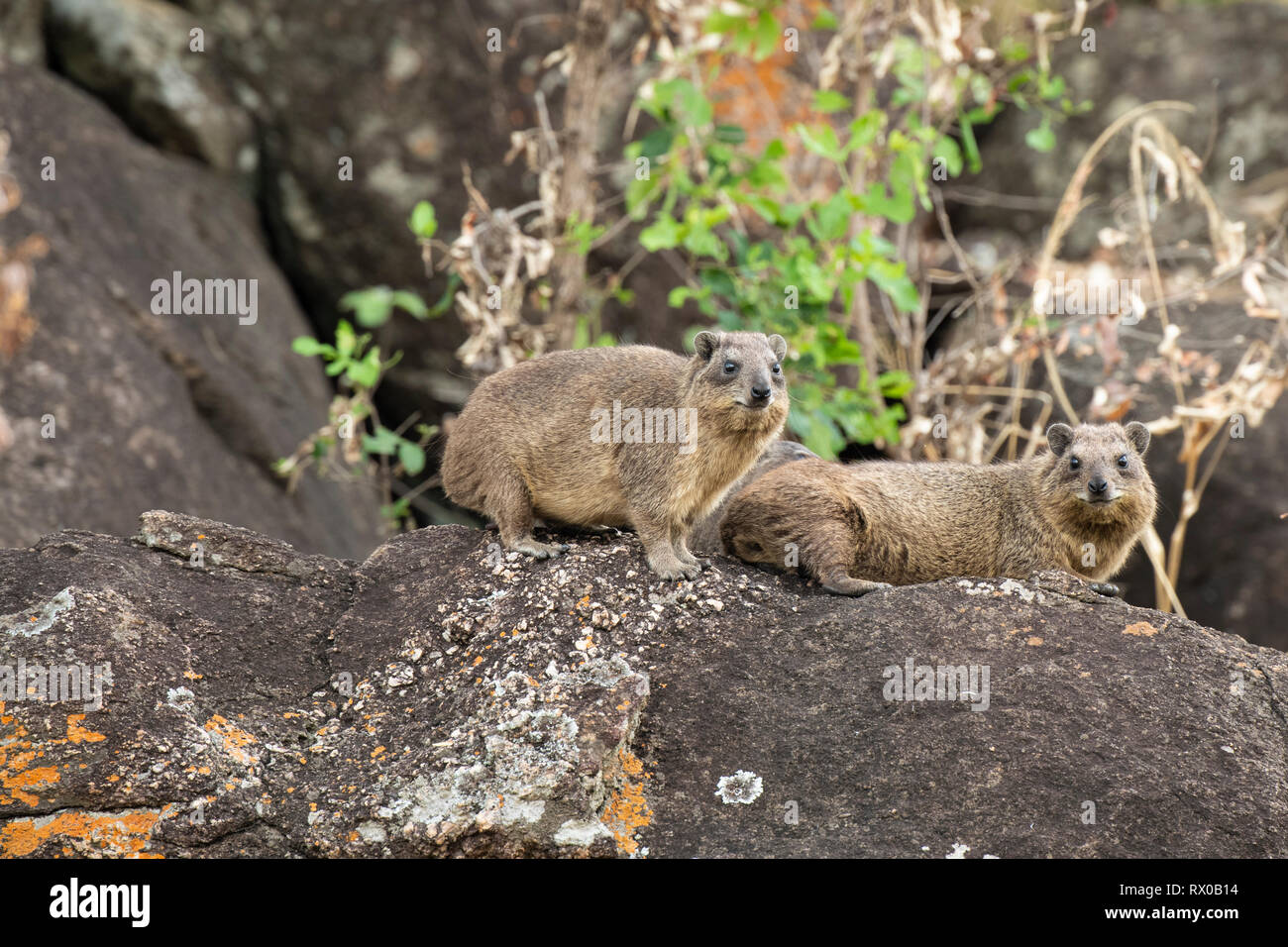 Rock hyrax, Procavia capensis, Kidepo Valley National Park, Uganda ...