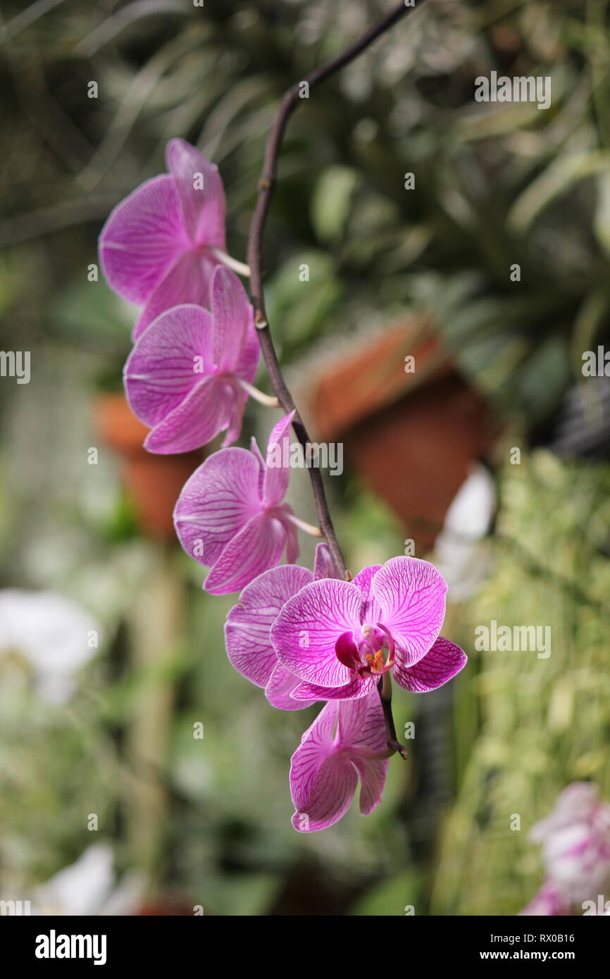 Beautiful, stunning moth orchid, 蝴蝶兰属, hu die lan shu, Polychilos ...