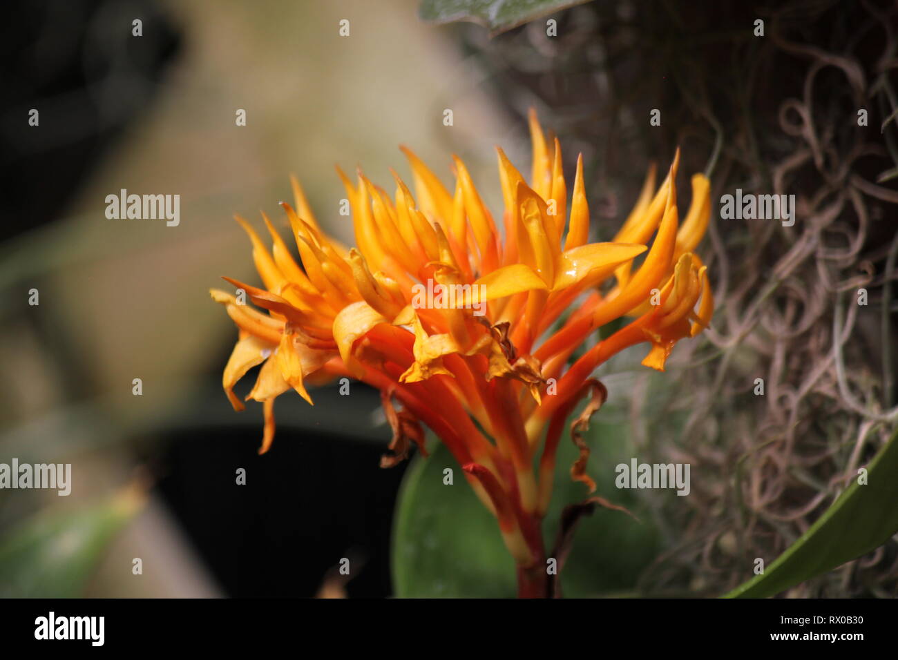 Burbidgea scheizocheila 'Golden Brush' orange flower, Dwarf ginger ...