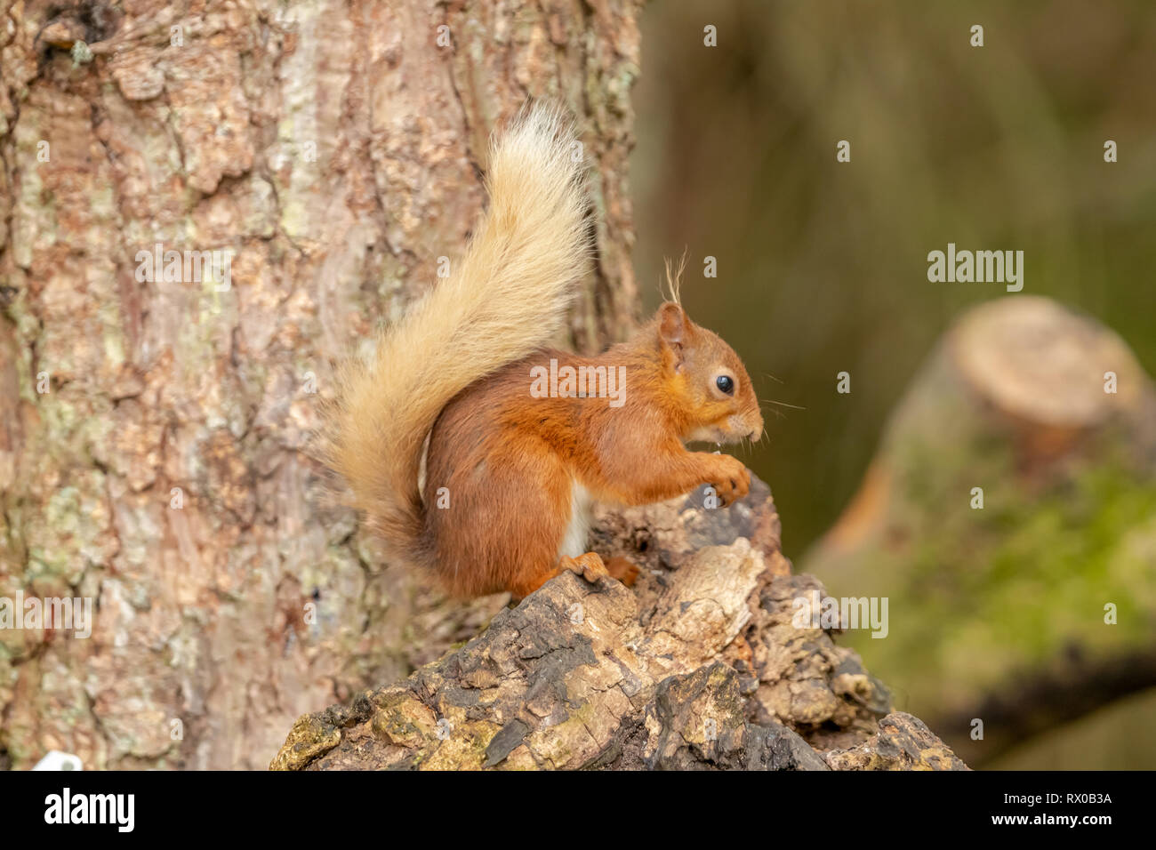 Red squirrel (Sciurus vulgaris) sat in a tree close up Stock Photo - Alamy